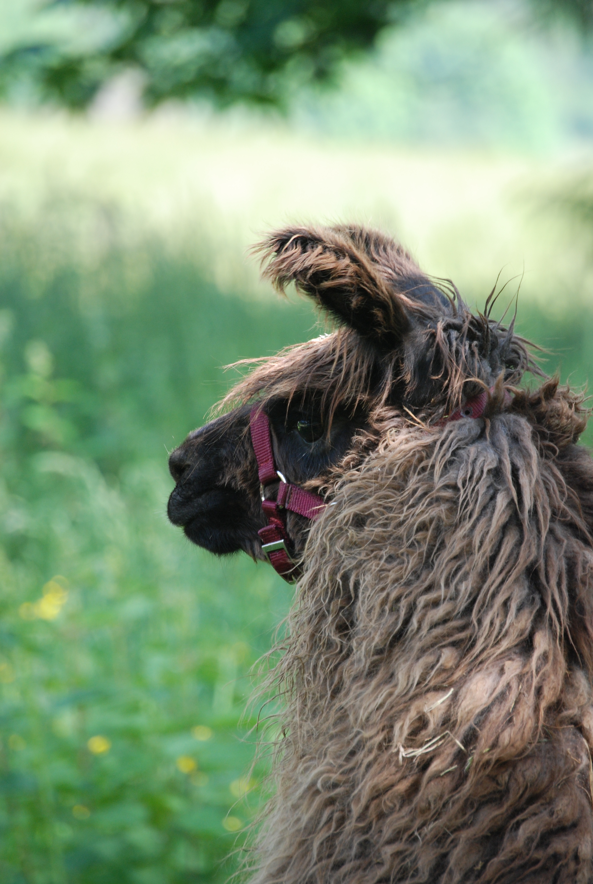 Compass Rose Wool Mill – Connecting People, Land and Fiber